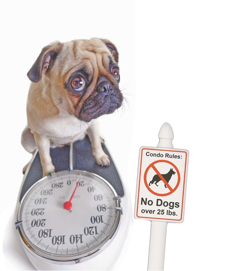 Co-Op Pet Policy Guide for New York City